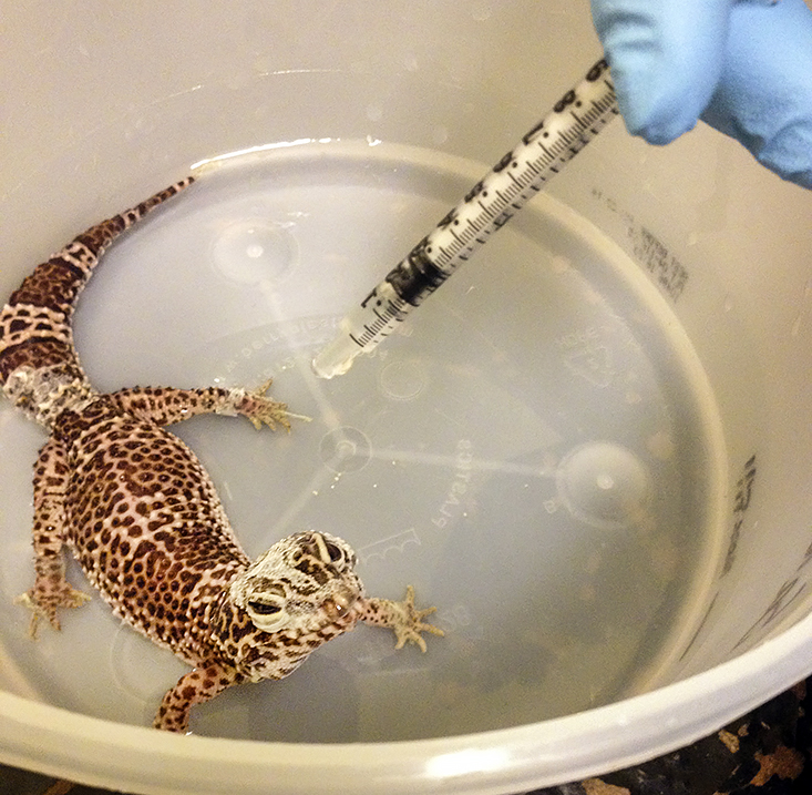 Pacific Science Center Life Sciences: Leopard Gecko on the Mend