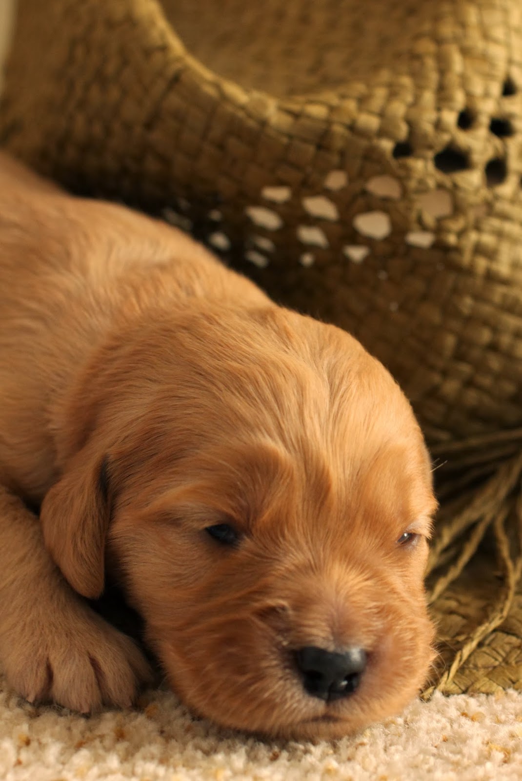 Golden Splendor: Playful puppies that also need rest!
