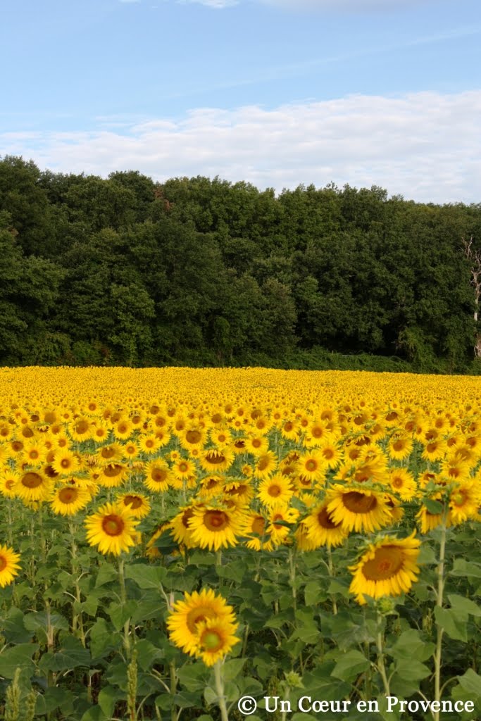 A Heart in Provence: Sunflowers