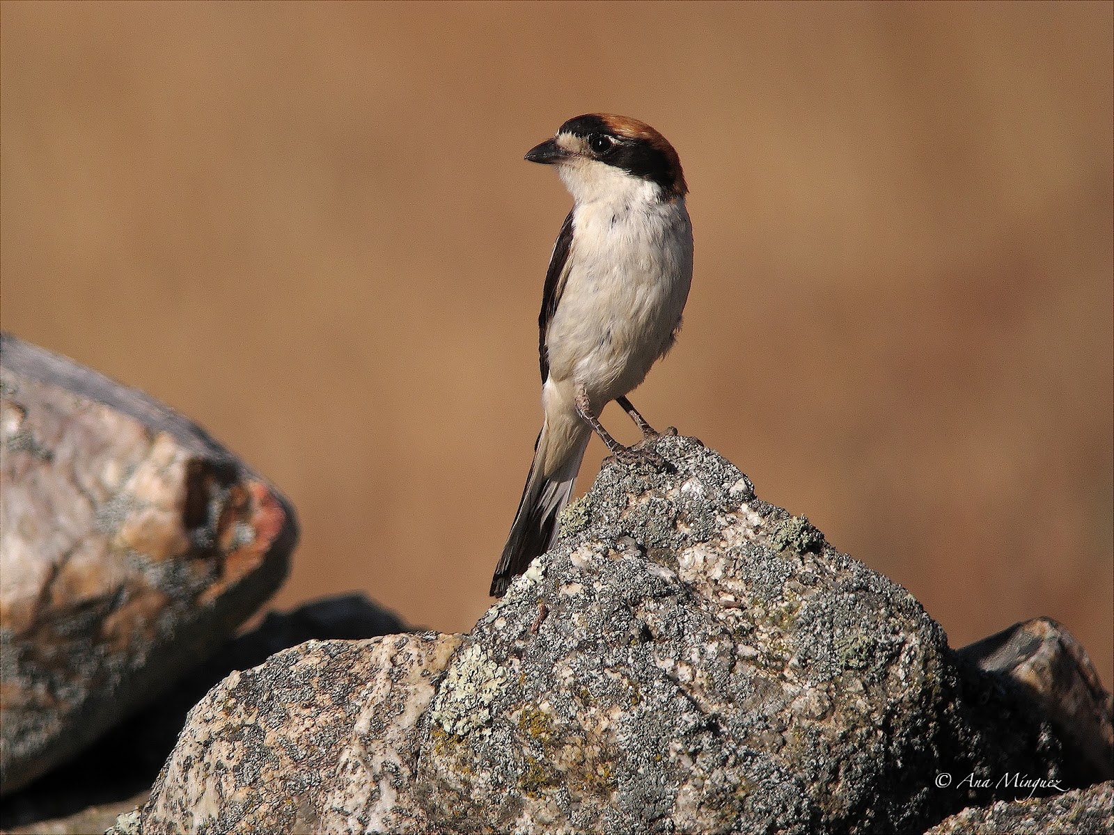 NATURANAFOTOS: Alcaudón común..