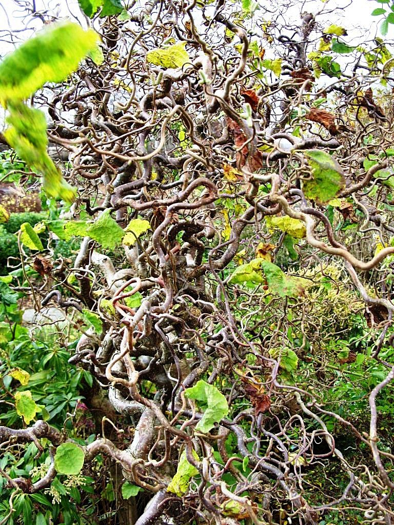 Kelli's Northern Ireland Garden: Corkscrew Hazel