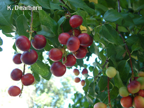 AnimalBytes: California's Native Cherry