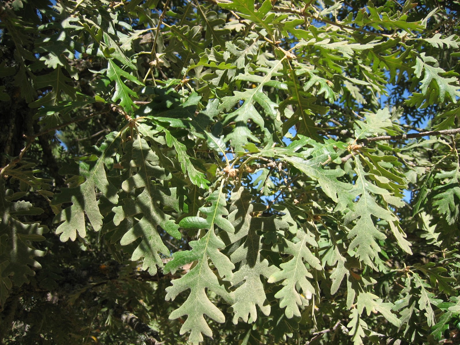 PLANTAR CIENTOS DE ARBOLES: QUERCUS PYRENAICA Roble Melojo