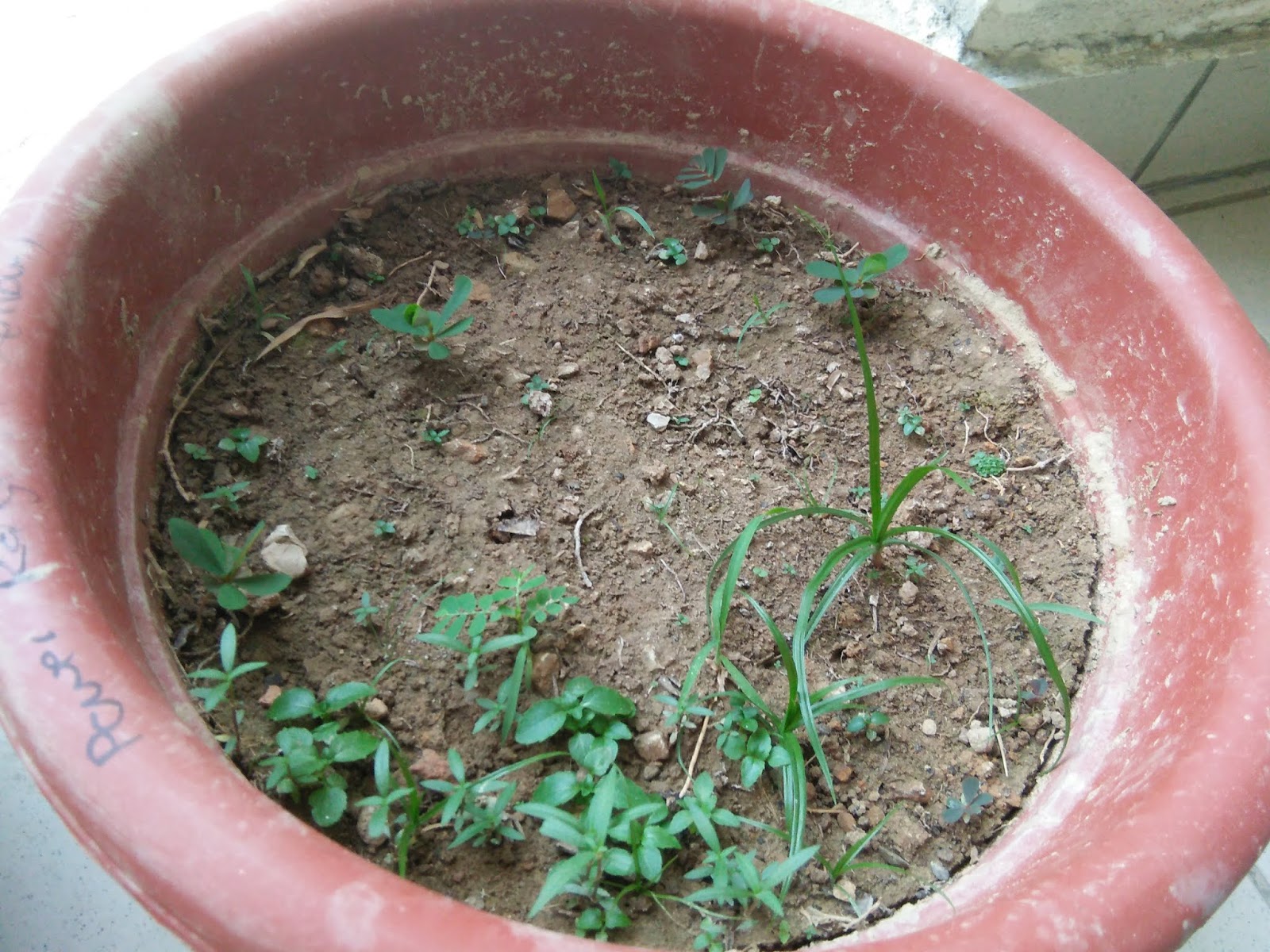 TARAB ARAB Padi Sawah (Plant observation)