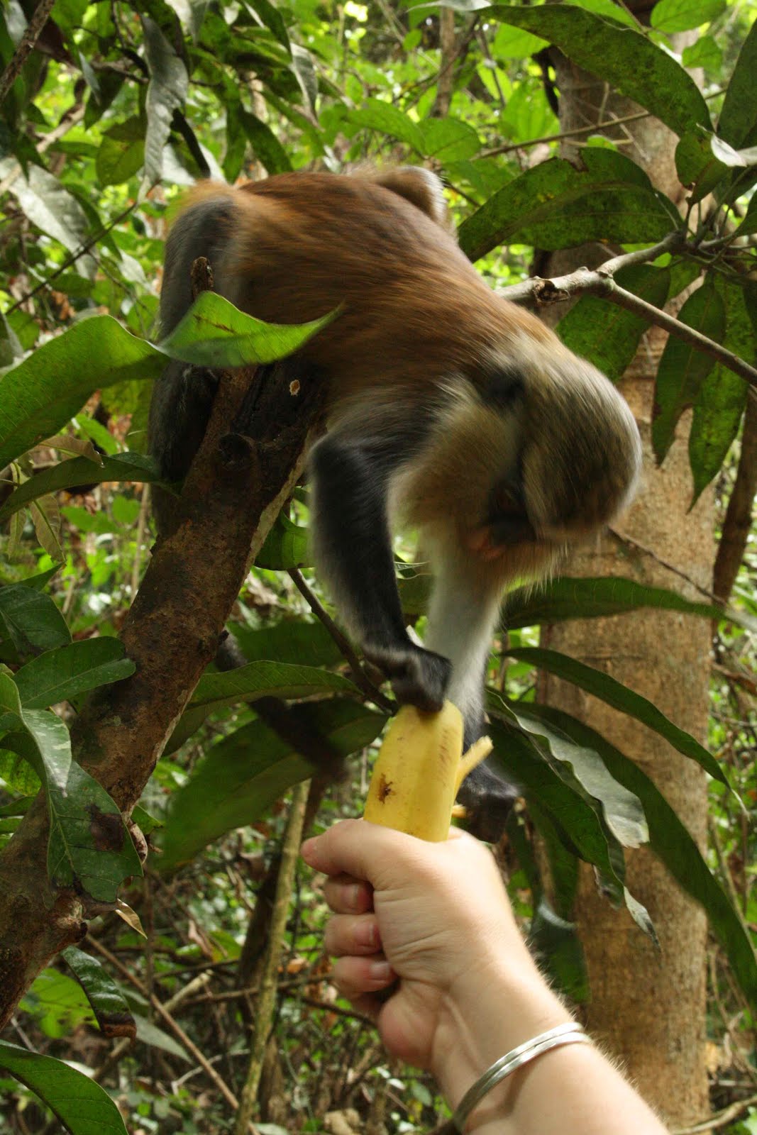 Two years in Ghana: Monkeys