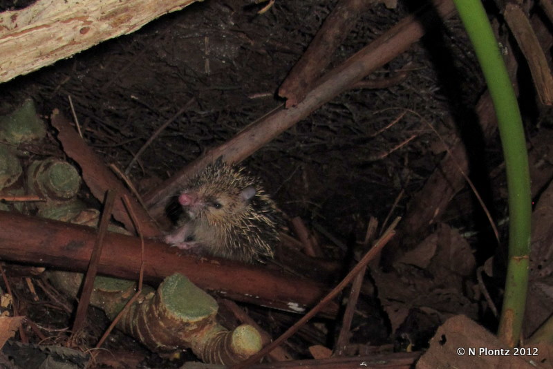 Jana around the world: The fauna of Reunion island: endormi, tangue and ...