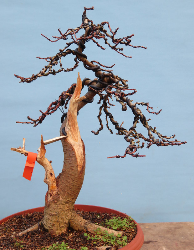 Akron Canton Bonsai Society: Creating a Bonsai from a Trunk with One Branch