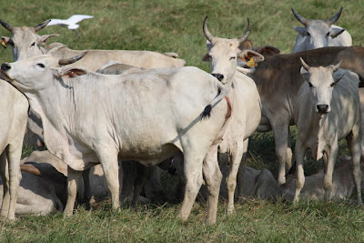 Baka Lembu Local Indian Diary (LID) | Www.SeluasLautan.Com