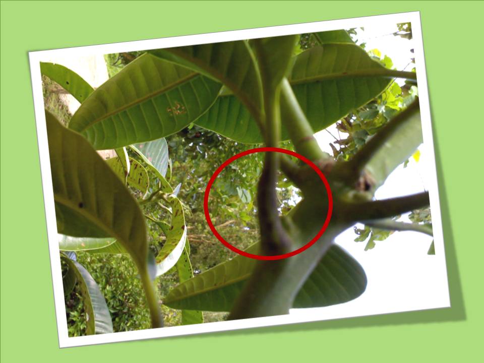 KLASIFIKASI TUMBUHAN BERBIJI: Kuweni (Mangifera odorata)