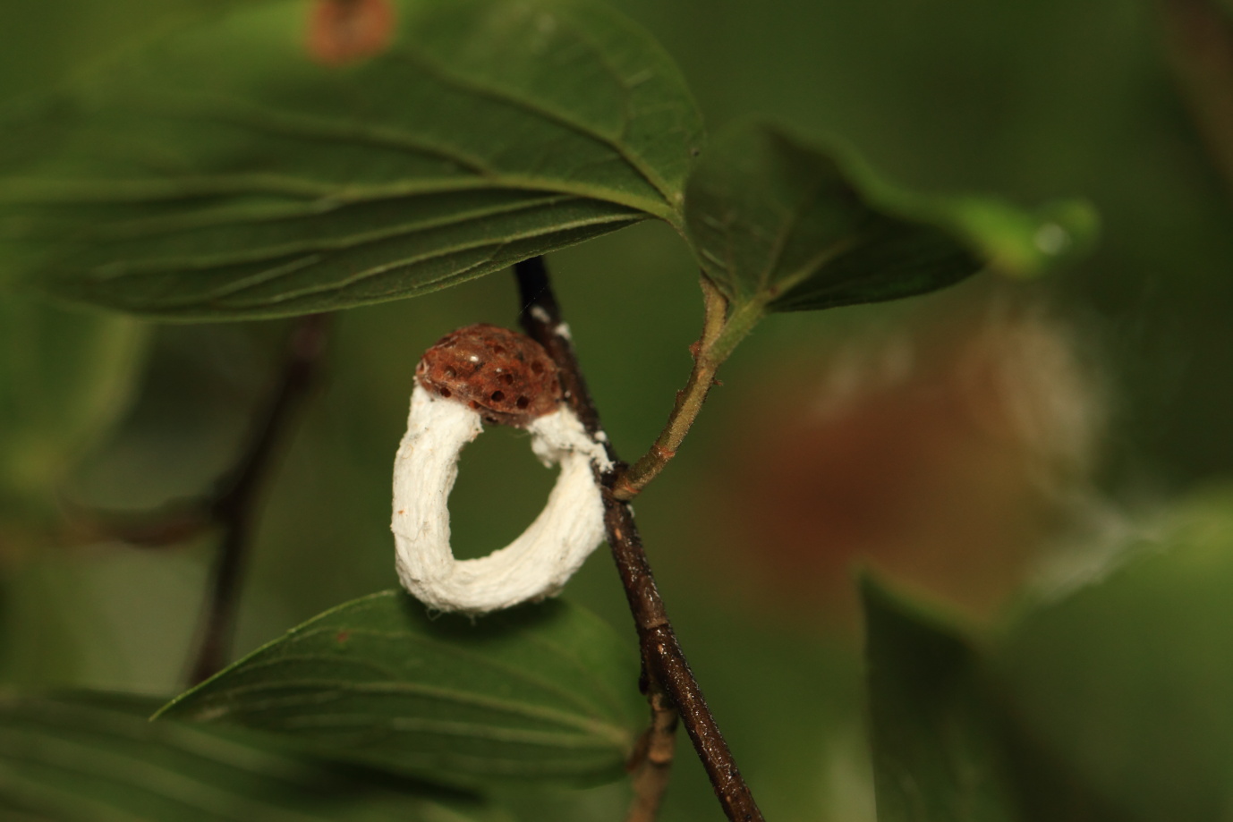 デジタル昆虫採集: 雨の日の虫さがし