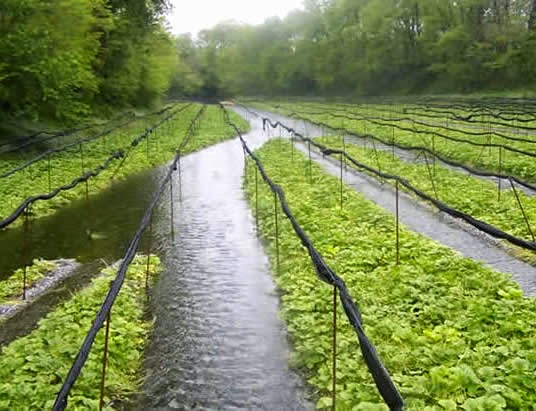 About Health: Wasabi