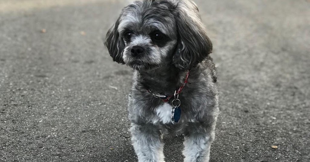 How to Train a PeekaPoo to Stay