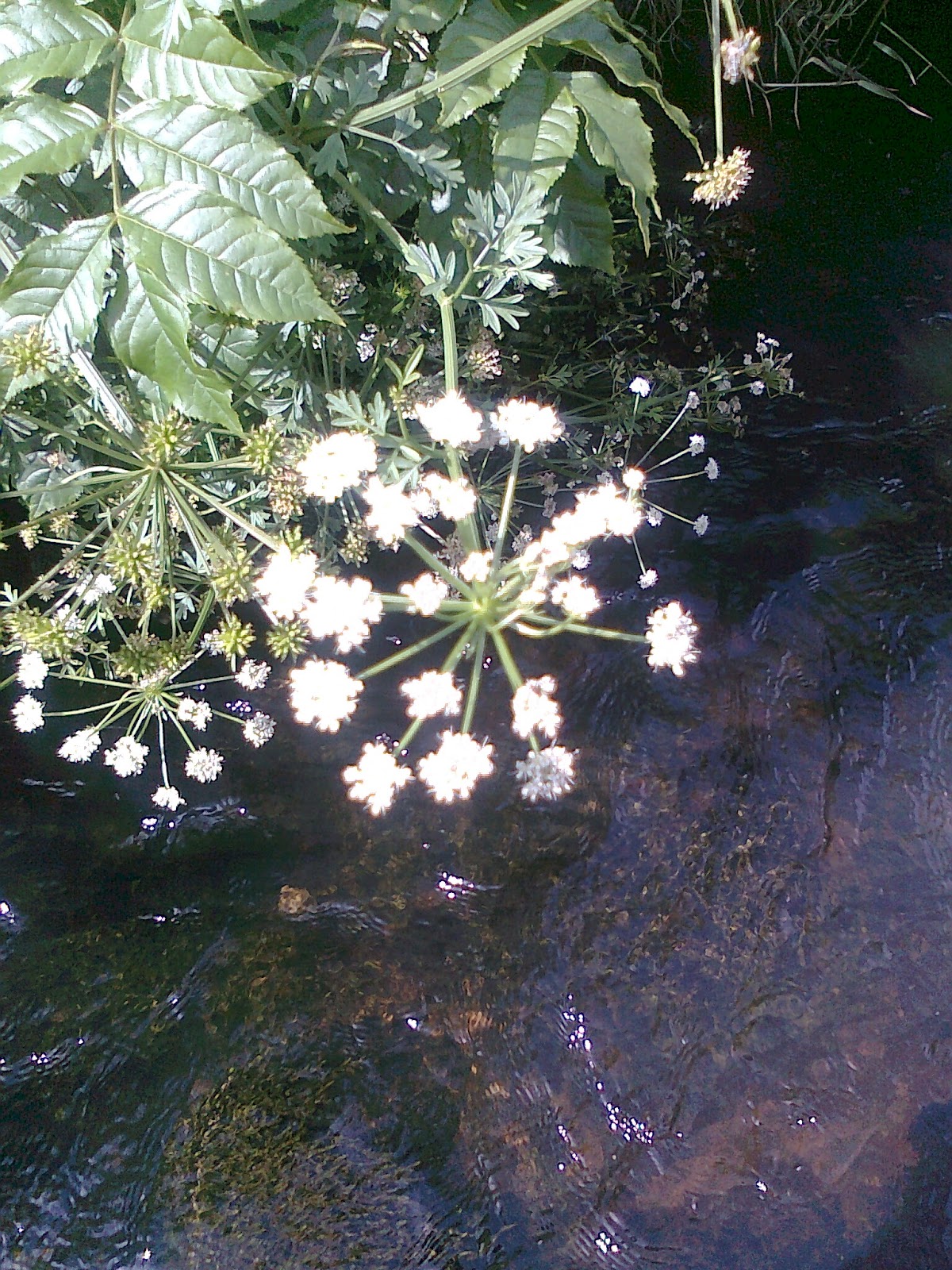 BUZZARD BUSHCRAFT: Hemlock Water Dropwort