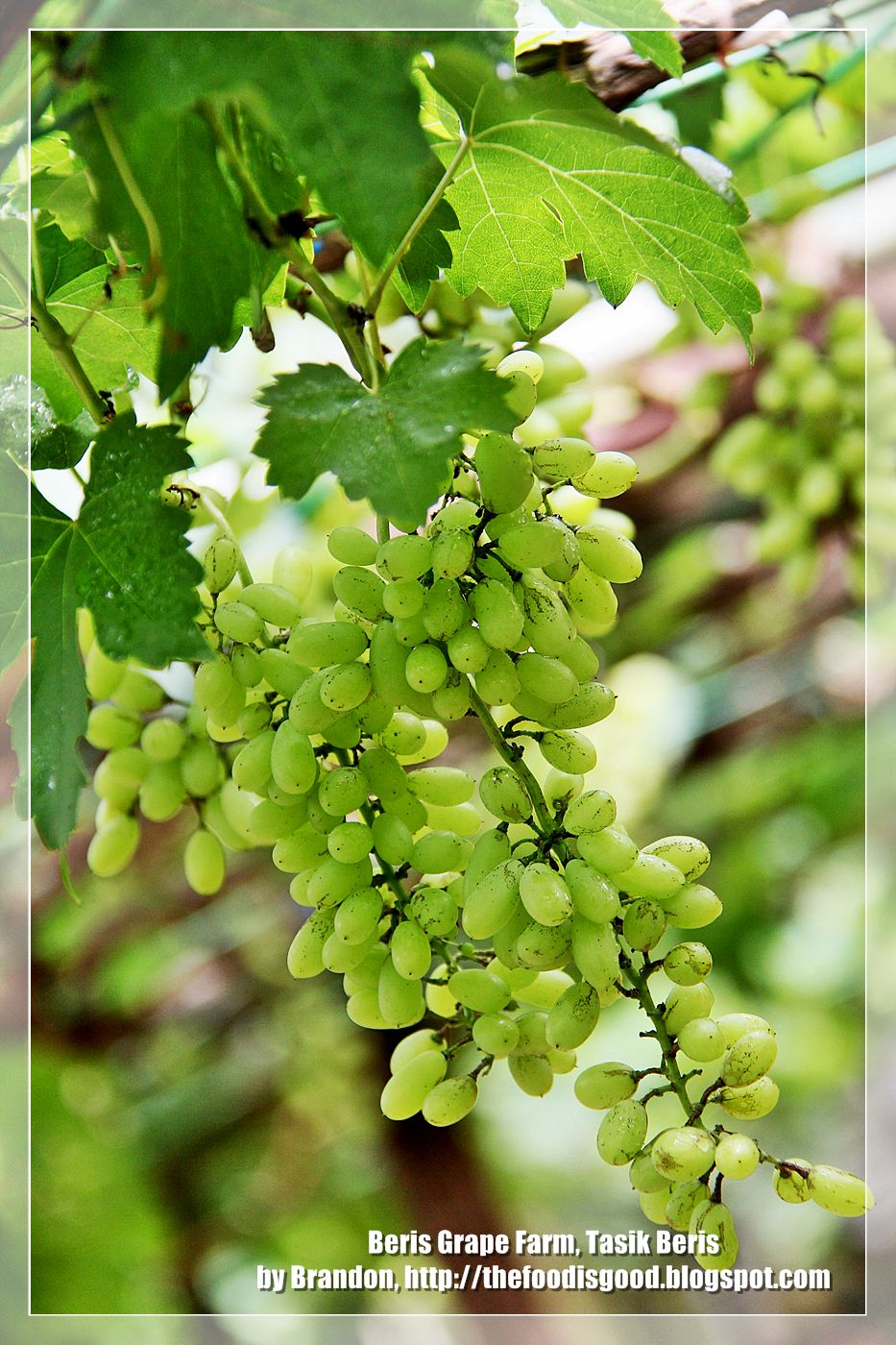 My LIFE, Food & Travel Experience ~ Malaysia, Taiwan & the World: Tasik ...