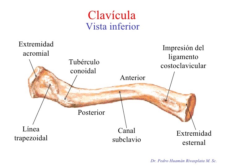 Tu espacio: Clavícula