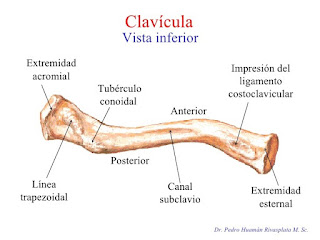 Tu espacio: Clavícula