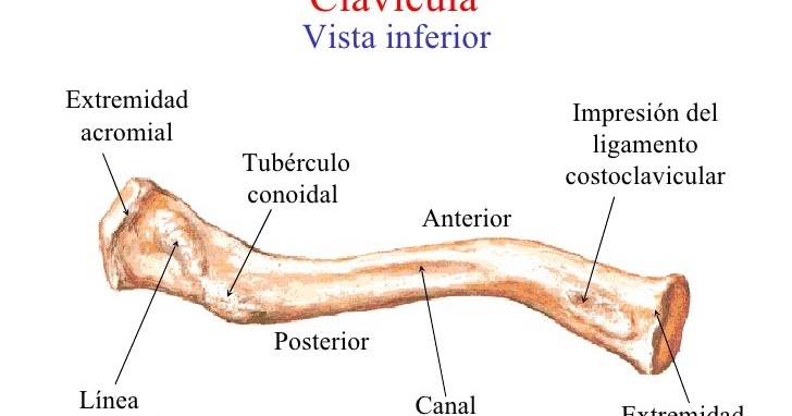 Tu espacio: Clavícula