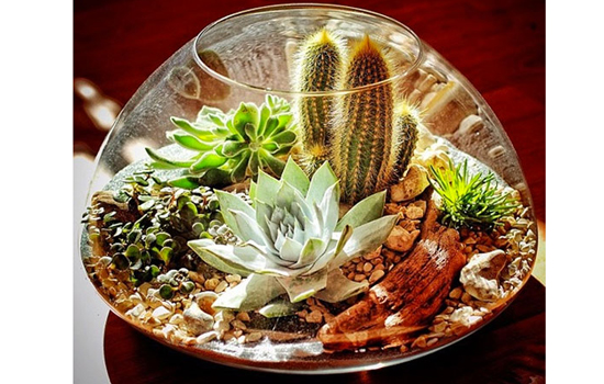 Cara Membuat Miniatur Ekosistem Hutan dari Toples Bekas - Aneka ...