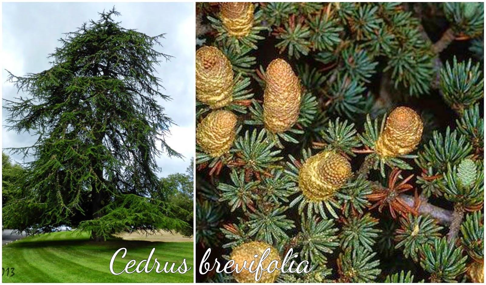 Tajanstveni Svijet Biljaka: Božje drvo!