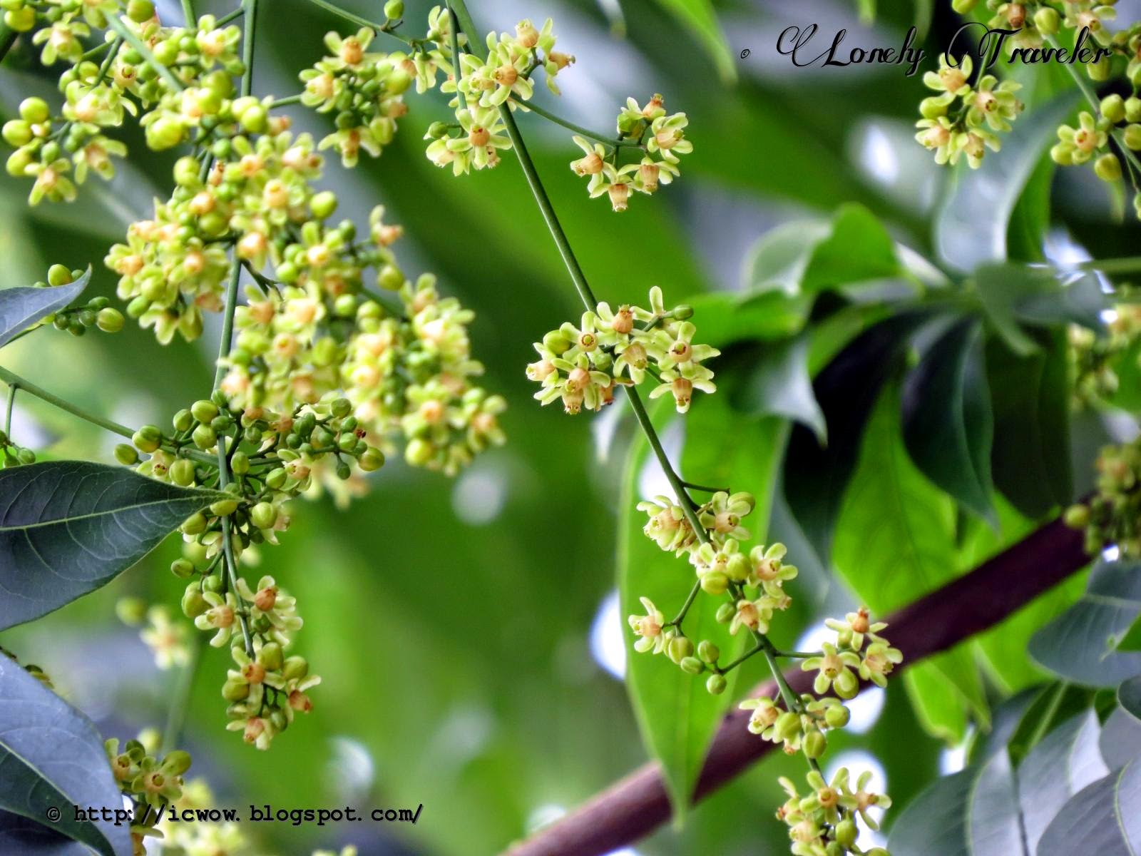 Mahogany flower (মেহগনি ফুল) - Swietenia macrophylla
