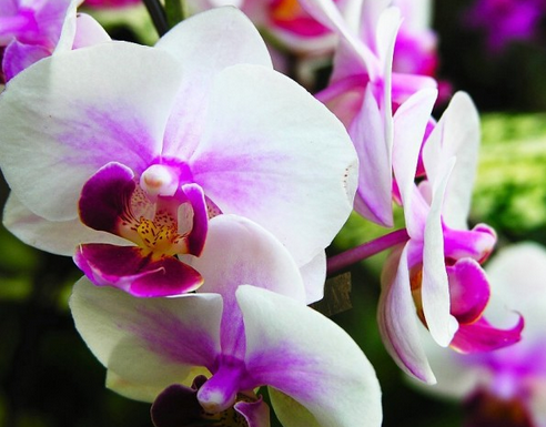 Beginilah Gambar Bunga Anggrek Beserta Bagiannya yang Wajib Disimak ...