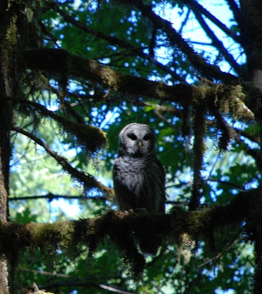 Dean Finnerty's Fishing and Hunting: Archery Elk Season