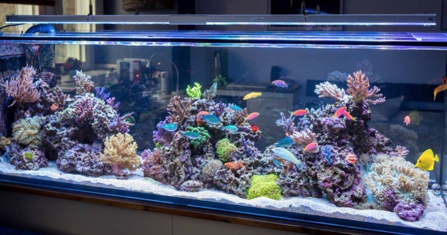 Affordable Tips for Starting a Saltwater Fish Tank | Best Living Home ...