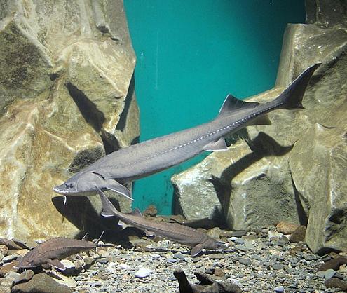 Baikal Oilfish - Fishes