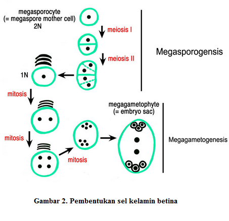 Catatanku: Reproduksi Sexual Bunga