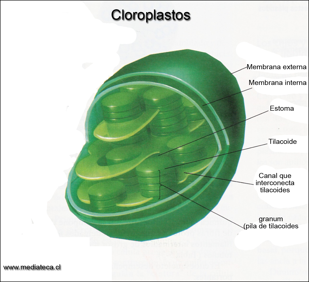 Genes del Cloroplasto