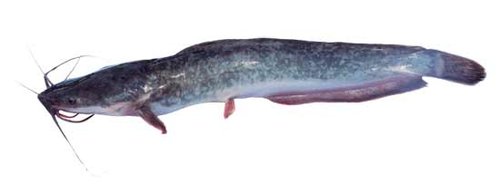 INFO PANGAN: Ikan Lele Dumbo