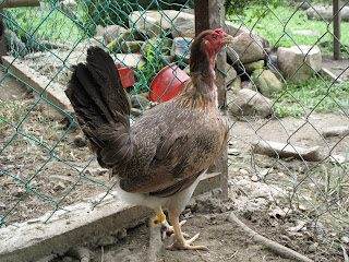 Wb8b@Cirj GameFarm: This is All of My Imported Broad Cock and Broad Hen that I ever used as my ...
