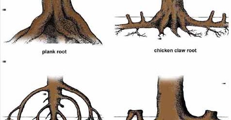 sistem peredaran darah: Jenis-Jenis Akar Pada Tumbuhan