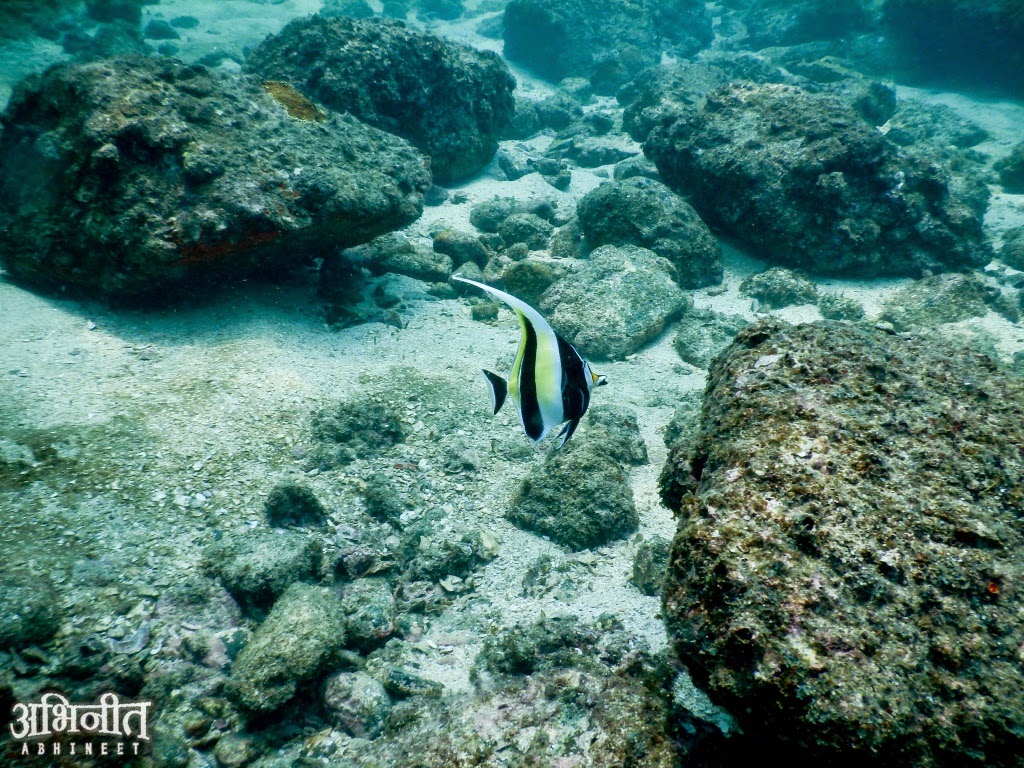 TMI: Scuba Diving tour to Netrani Island, Karnataka on 12th to 14th ...