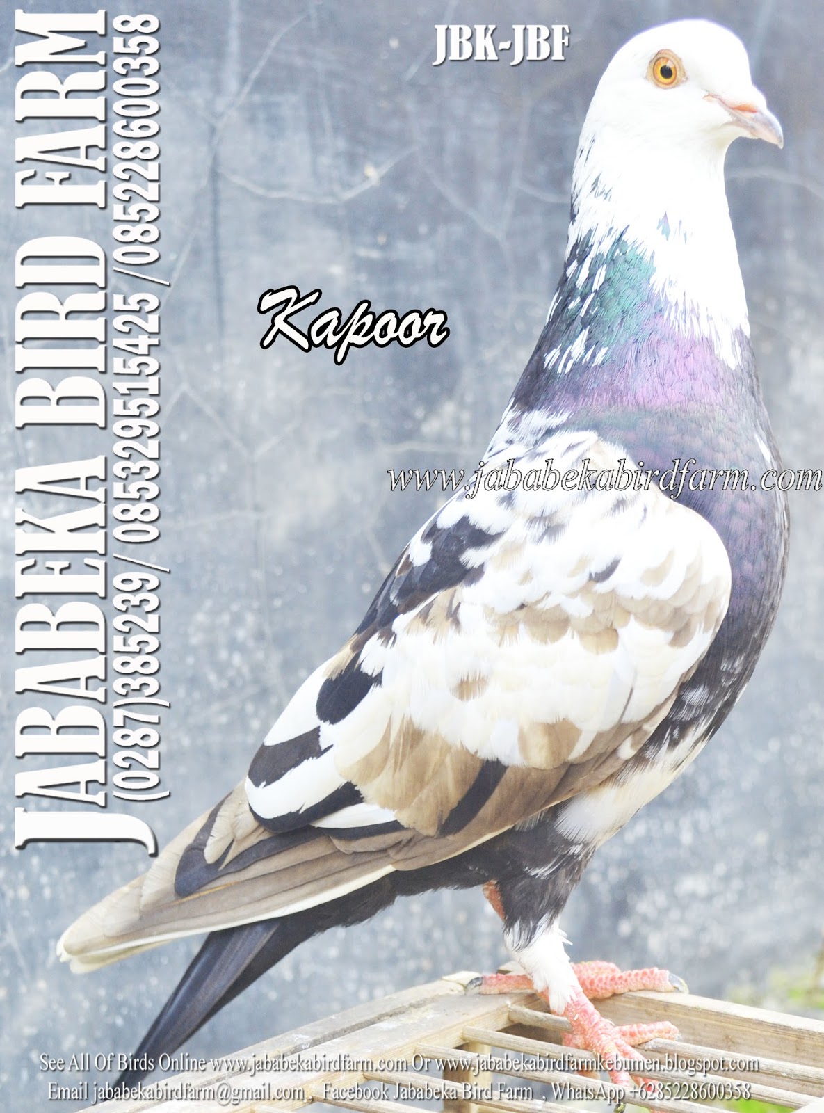 085228600358 / 085329515425 4 Karakter Kunci Merpati Kolong Juara Oleh ...