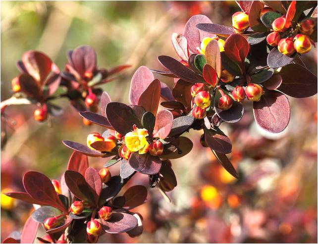 Town & Country Gardens: Berberis thunbergii - Japanese Barberry, Berberis