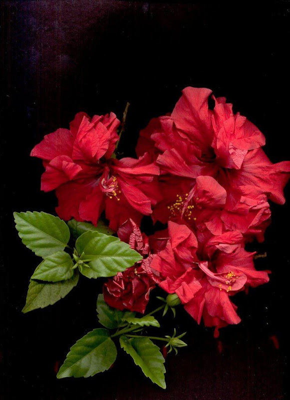 LEAVES OF GRASS: SCANNING FLOWERS... ESCANEANDO FLORES