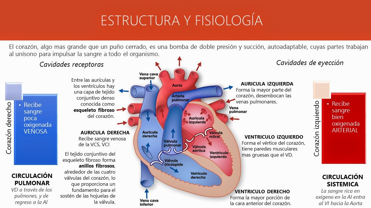 Blog de Evidencias de Fisiología Médica: GENERALIDADES DE CORAZÓN