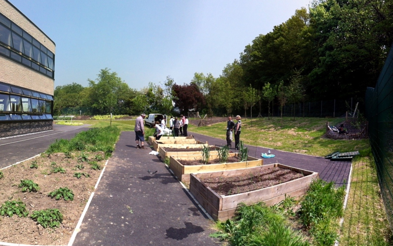 FIRST CROP AT BACA - Moulsecoomb Forest Garden