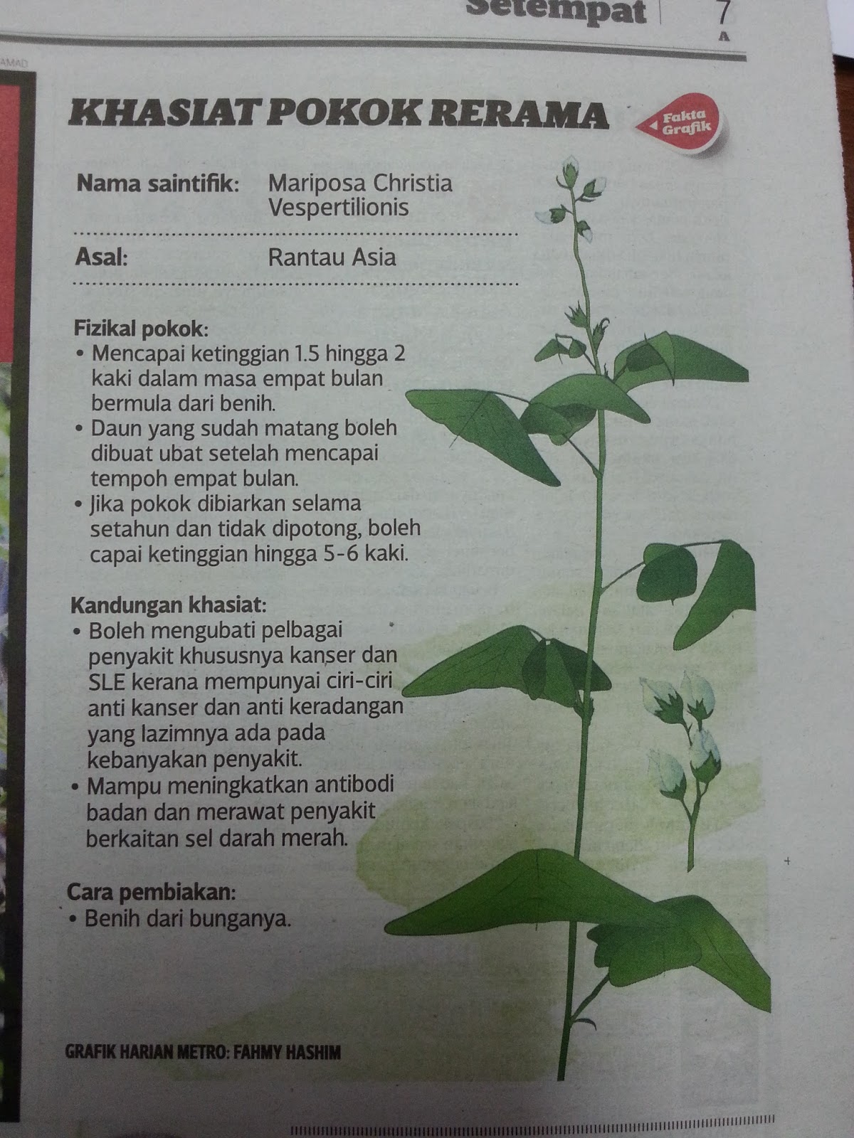 kekalcantik&sihat: daun rerama ubati kanser