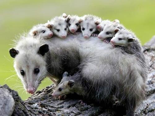 URUGUAY Y SUS CURIOSIDADES--URUGUAY AND ITS CURIOSITIES: OPOSSUMS IN ...