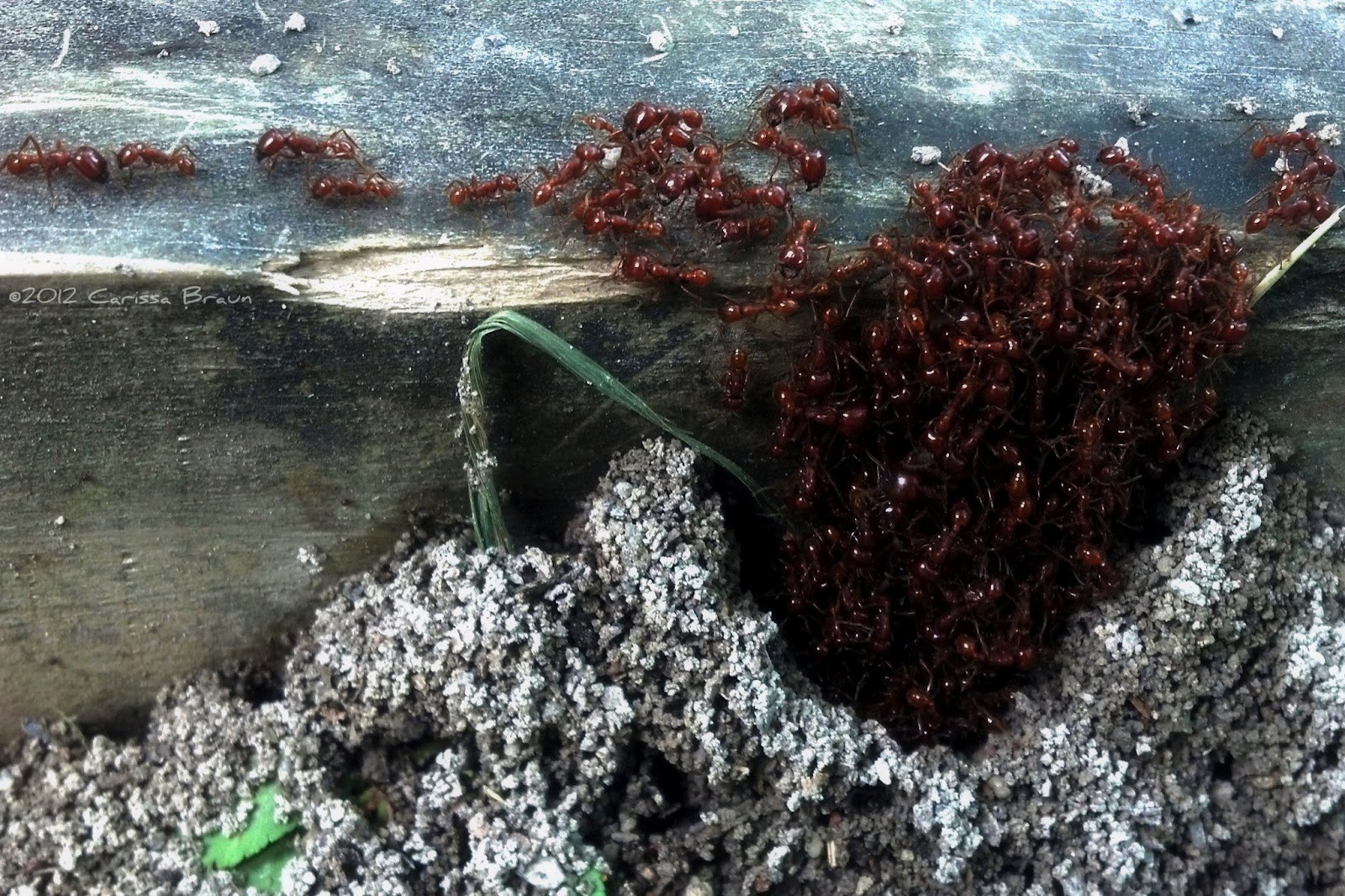 Nature Photography and Facts : Army Ant