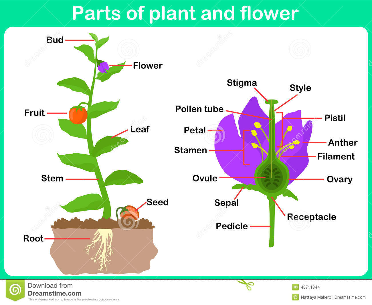 CLASS CONTENTS AND HOMEWORK Plant Parts And Their Functions CLASS CONTENTS AND HOMEWORK Plant Parts And Their Functions