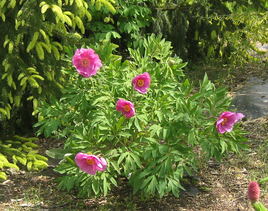 Arrowhead Alpines Blog