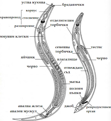 Съвети за отглеждане и здравеопазване на гълъби .: 2015
