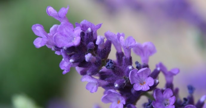 Bunga Lavender