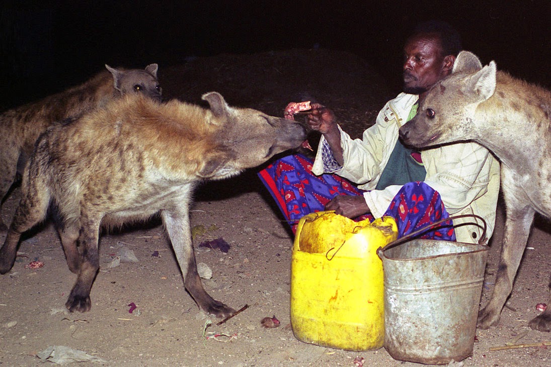 Notes From Kenya: MSU Hyena Research: Like your puppy at home?