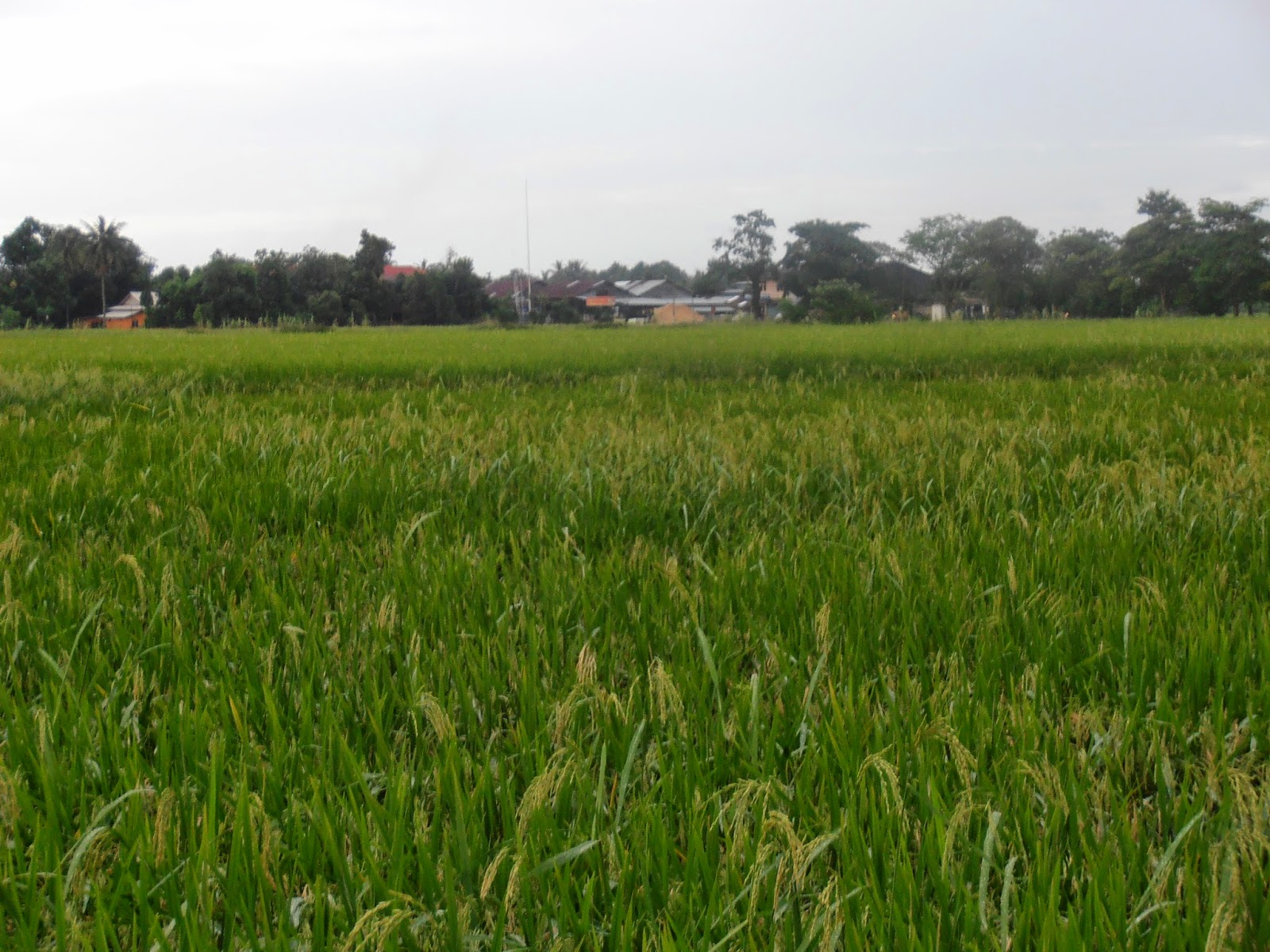 DIARI DIELA: Damainya Pemandangan Sawah Padi di Kampungku