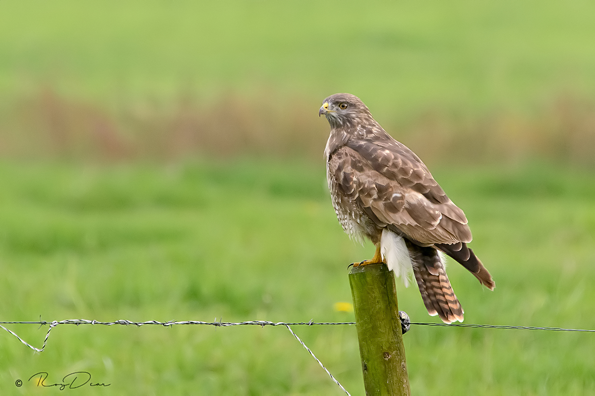 Foto's: Buizerd