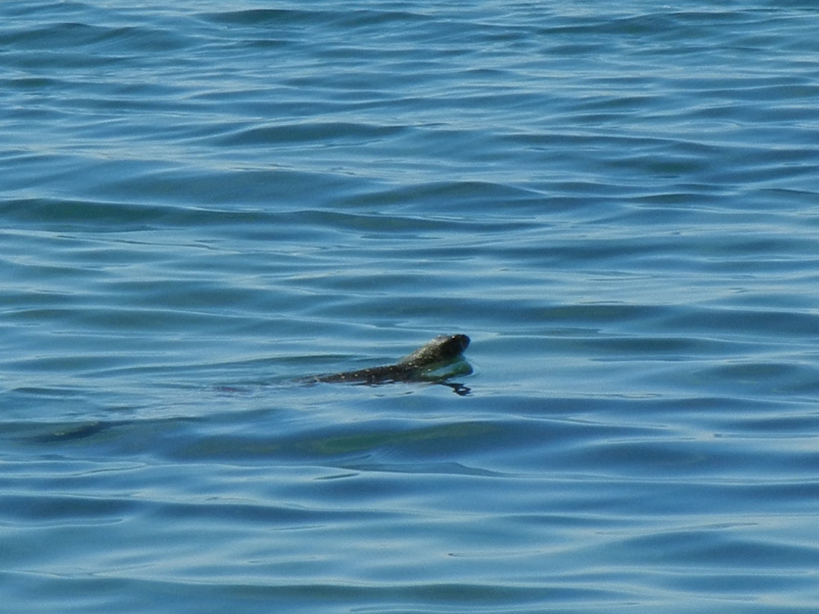 Leo in Malawi: Various animals in Malawi
